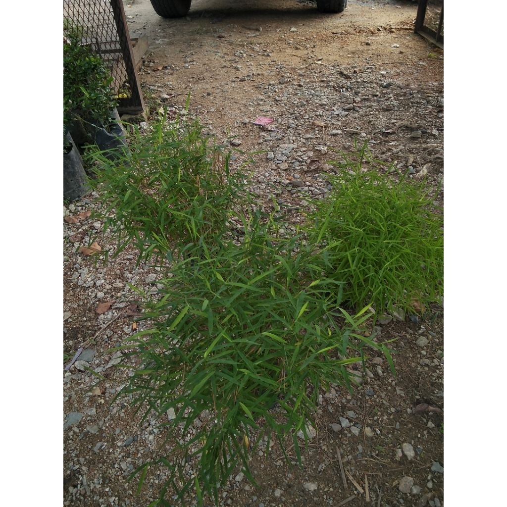 POKOK BULUH PERINDU ( Hiasan & Perubatan) | Shopee Malaysia