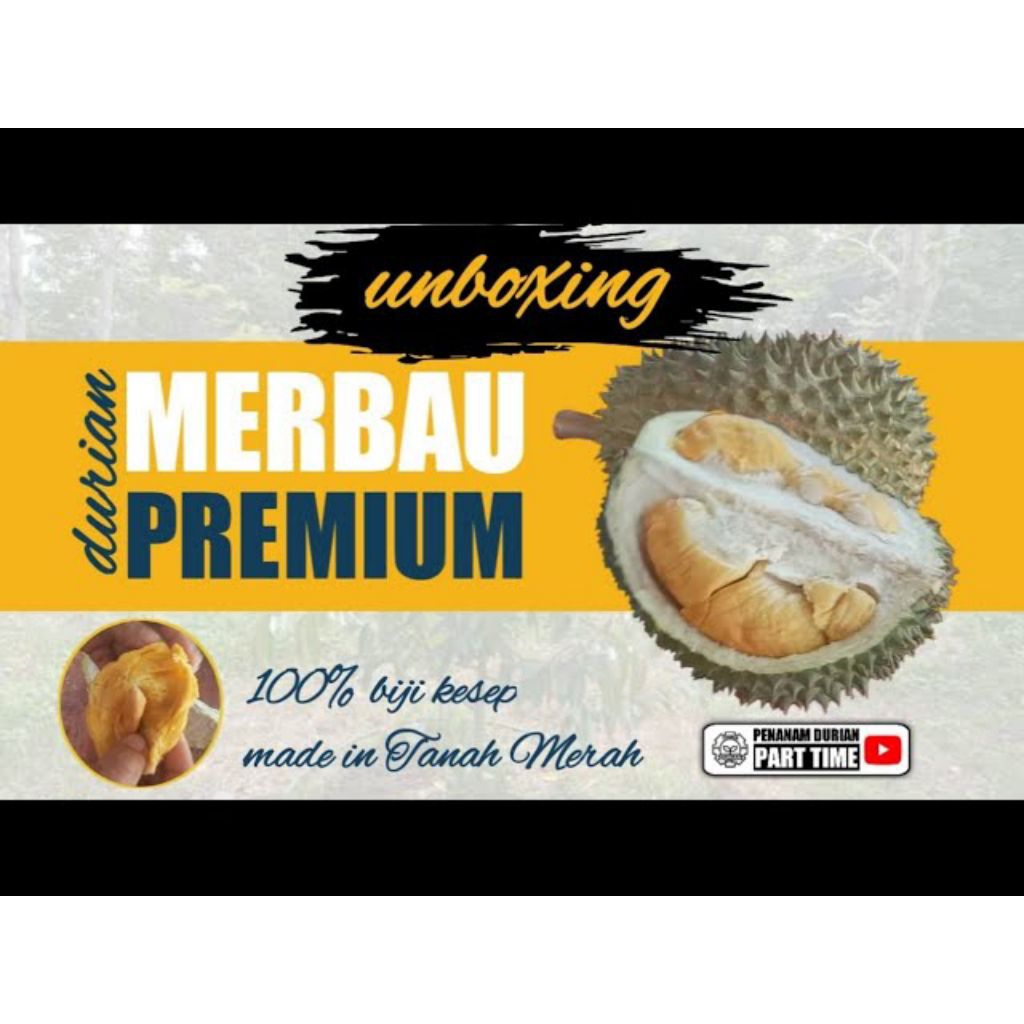 Anak Pokok Durian Merbau Paksu Premium(Pokok Kawin) | Shopee Malaysia
