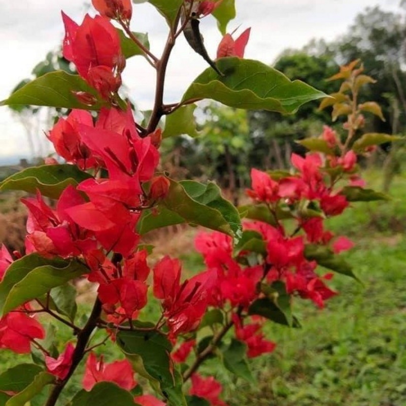 Anak Pokok Bunga Kertas Ekor Musang Pelbagai Jenis | Shopee Malaysia