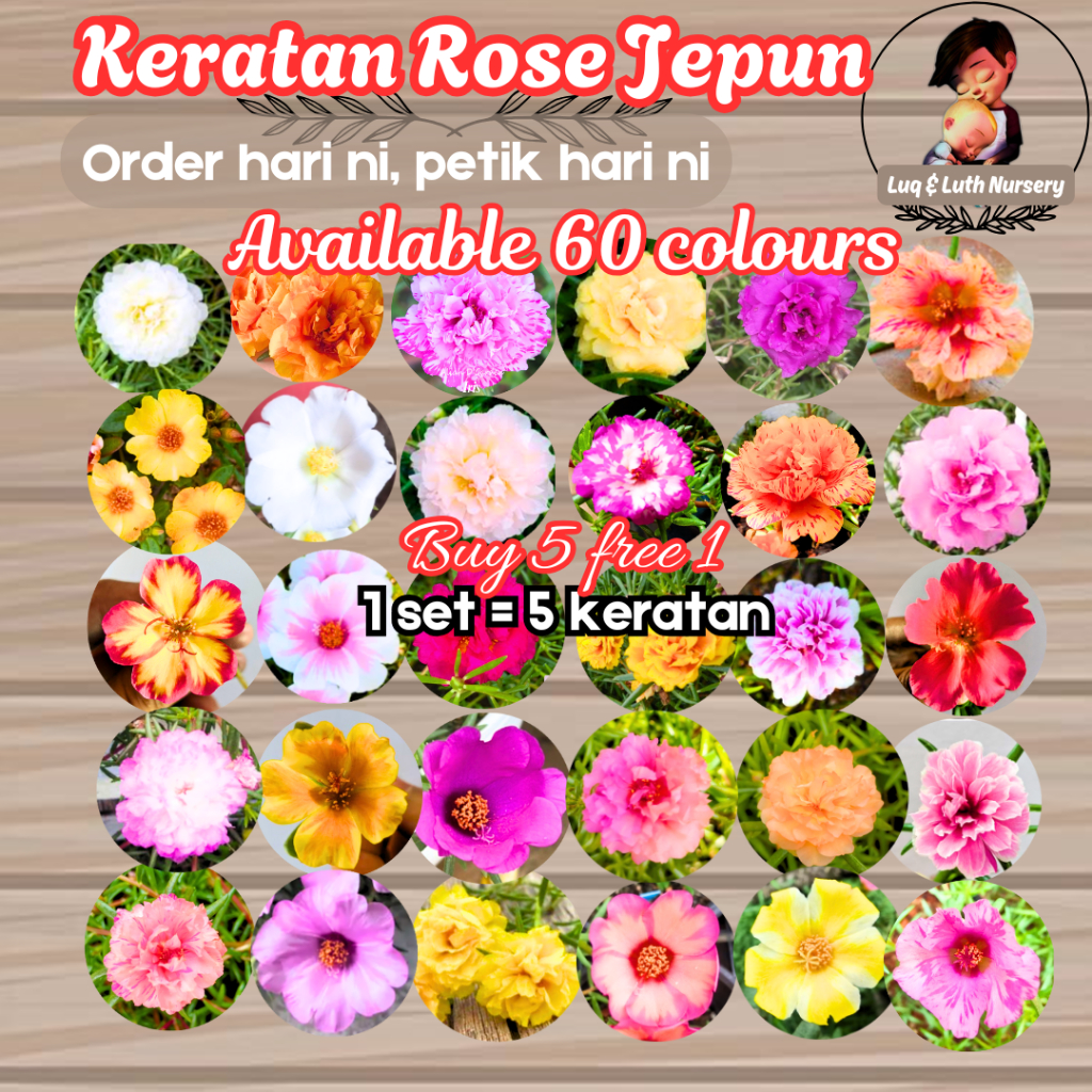 Murah Ros Jepun 5 Keratan Carnation Available 60 Colour Ros Jepun ...
