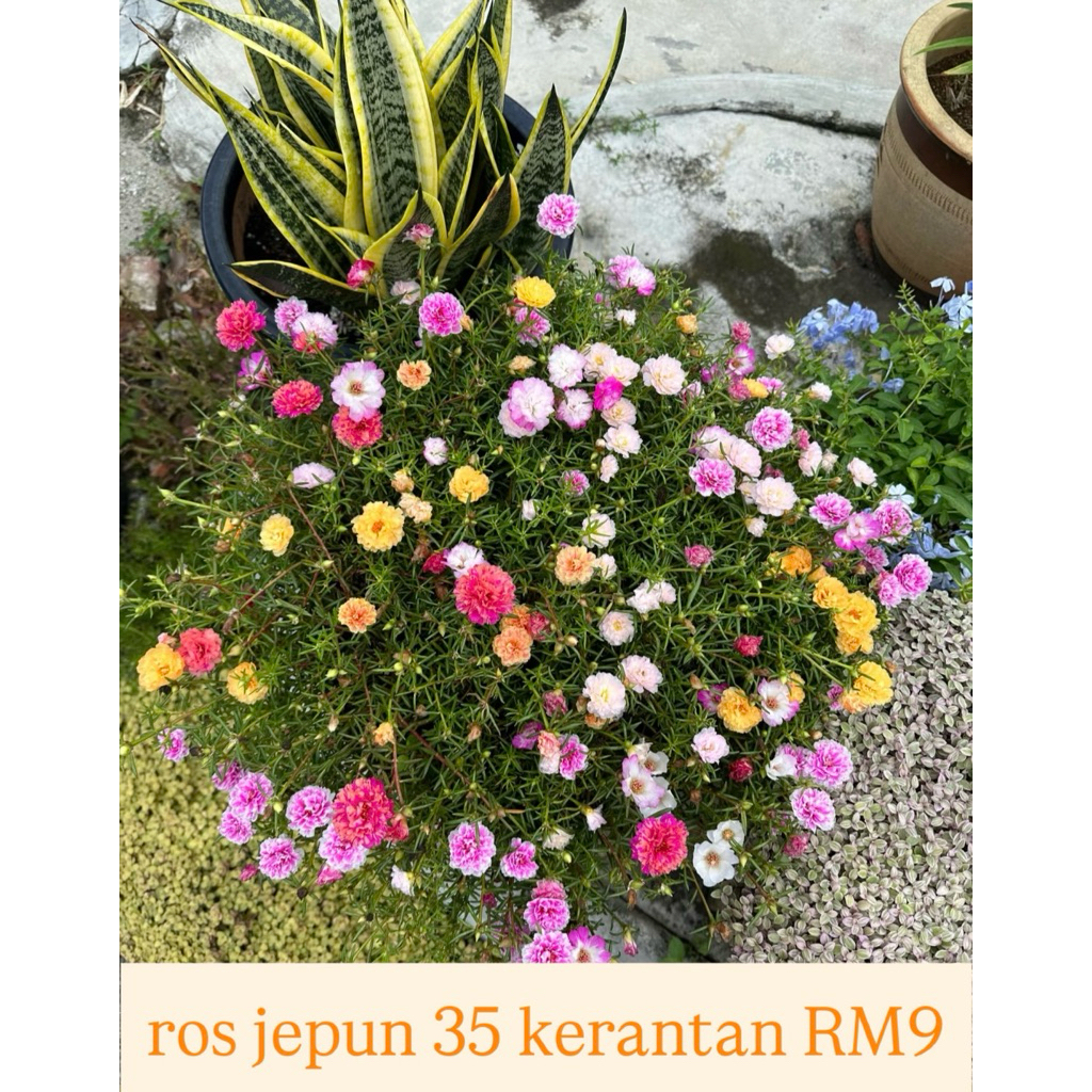 35 keratan@ Ros jepun carnation/bunga kembang pagi/ ⑨点花/重瓣太阳花 | Shopee ...