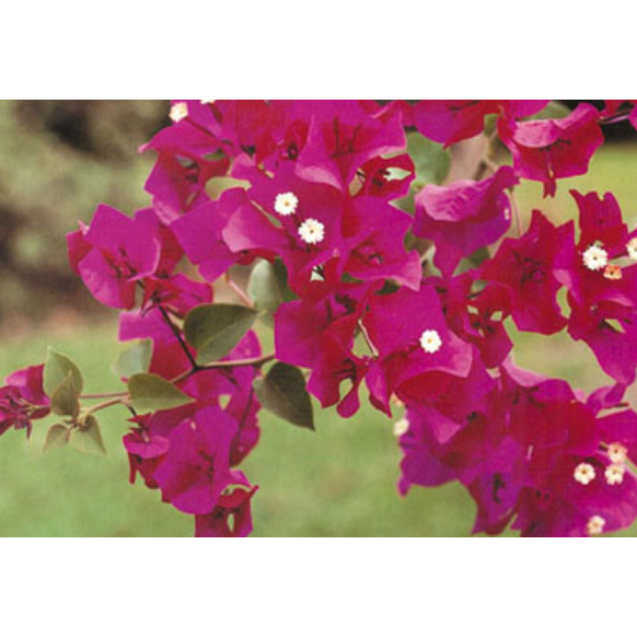 5 Biji Benih Bunga Kertas Barbara Karst BOUGAINVILLEA Flower Seed - 5 ...