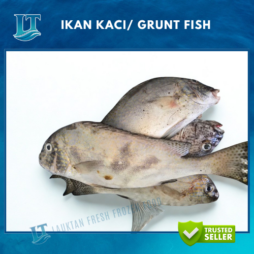 [Best Value] IKAN KACI SABAH / SABAH GRUNT FISH 500GRAM-1KG Fresh ...