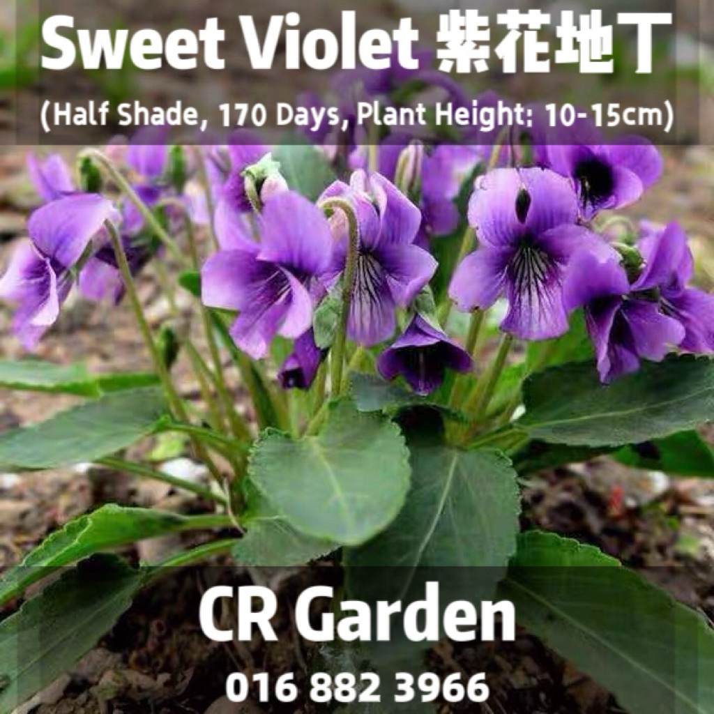Sweet Violet 10 Seeds 紫花地丁10粒(Half Shade, 170 Days, Plant Height: 10 ...