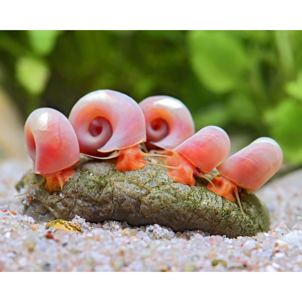 (Ready stock）Apple snail aqua tank cleanerApple Snail Aquatic Tank ...