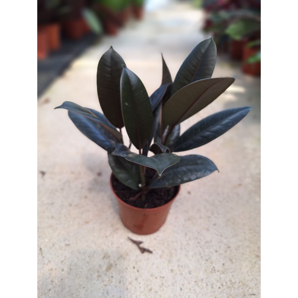 SNT / Pokok Ficus elastica 3 batang / indoorplant/ pokok hidup | Shopee ...