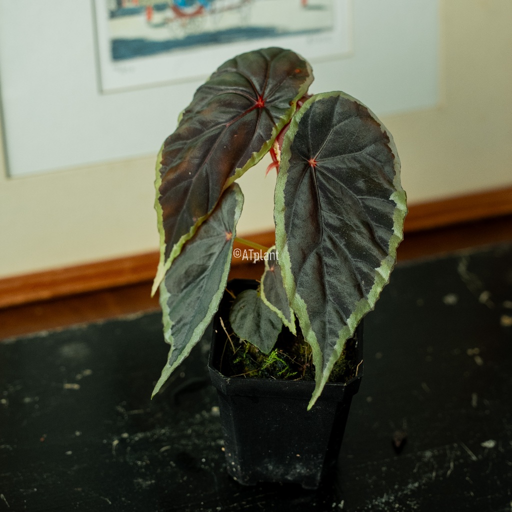 Begonia aff. Baramensis [ SUPER RARE Plant ] | Shopee Malaysia