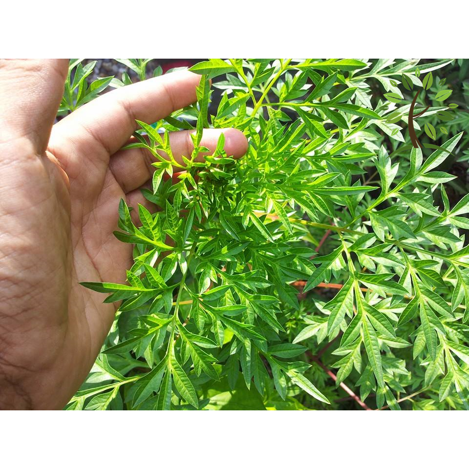 Berjaya Plant Nursery - Pokok Ulam Raja/King Salad(Pokok Tumbuhan ...