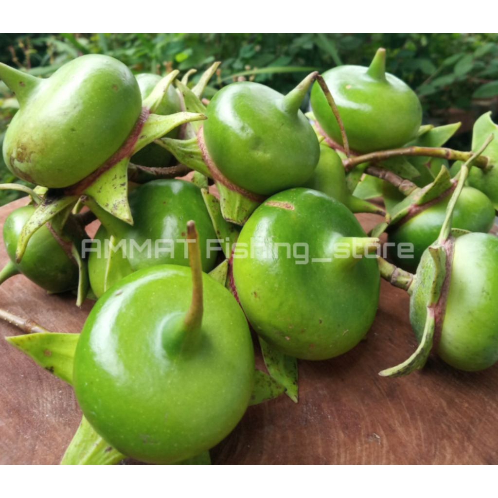 BUAH BEREMBANG@PEDADA - BUAH MUDA DAN BUAH MASAK | Shopee Malaysia
