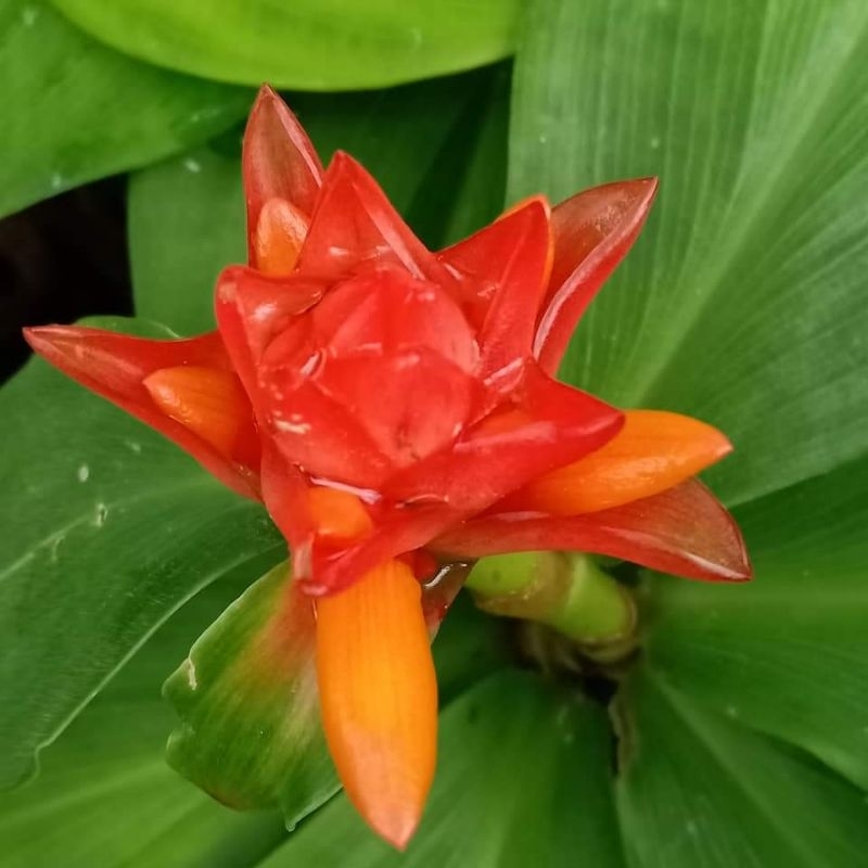 Costus bunga Oren ( 5 keratan) | Shopee Malaysia