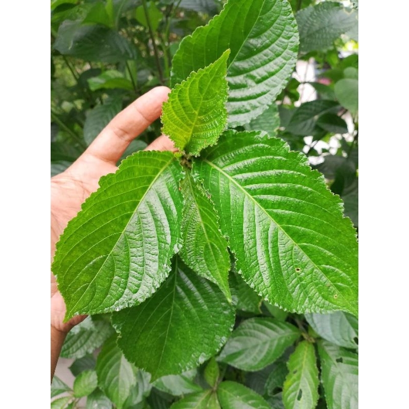 Daun pecah kaca / pecah beling segar (oder baru petik) | Shopee Malaysia