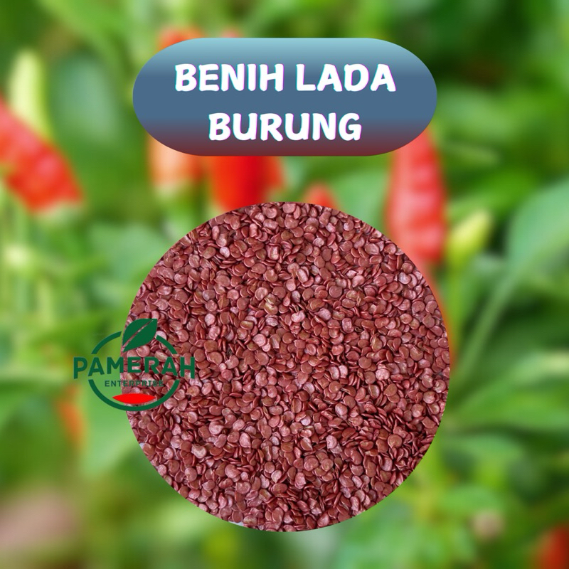 REPACK !!! BENIH CILI BURUNG/BENIH CILI PADI /CILI API/CILI BARA SKY ...