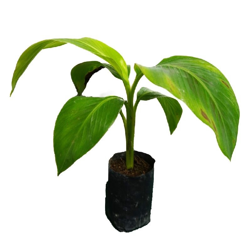 Anak Pokok Pisang Abu Siap Akar untuk Ditanam Semula / Ash Banana ...