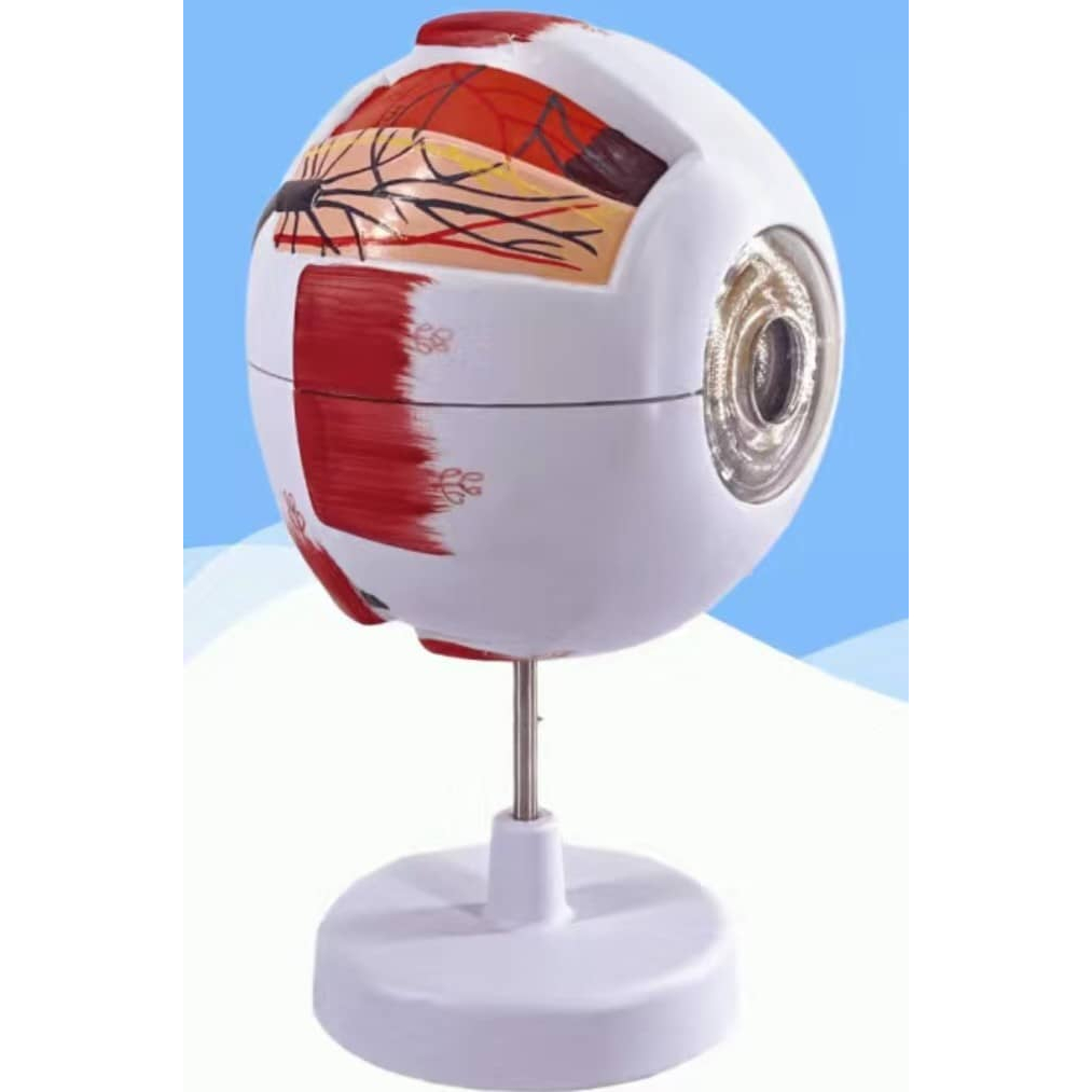 Model Anatomi Mata Manusia/ Model of Human Eye Anatomy Science ...