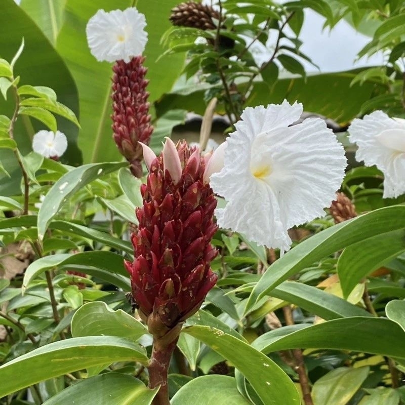 Rizom Pokok Setawar Hutan Bunga Putih | Shopee Malaysia