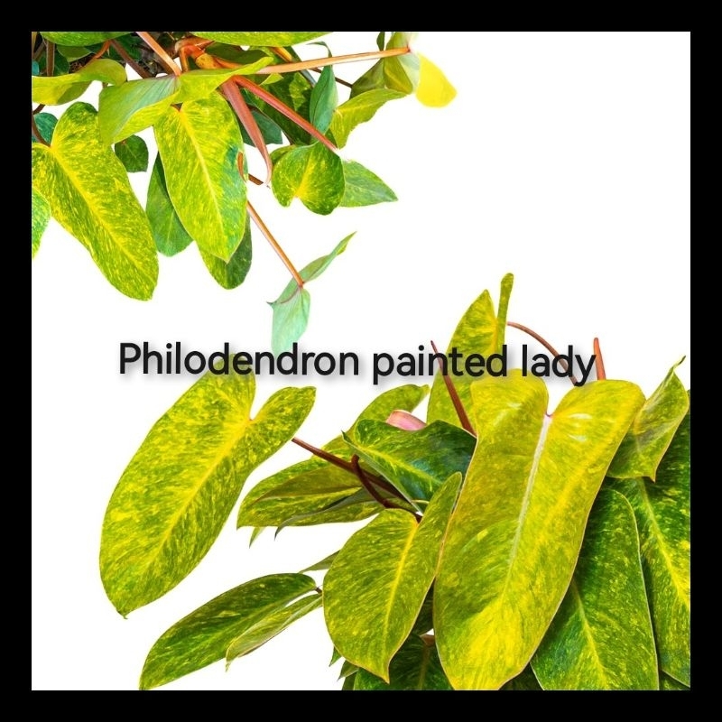 Philo painted lady selection variegated / bipennifolium glaucous form ...