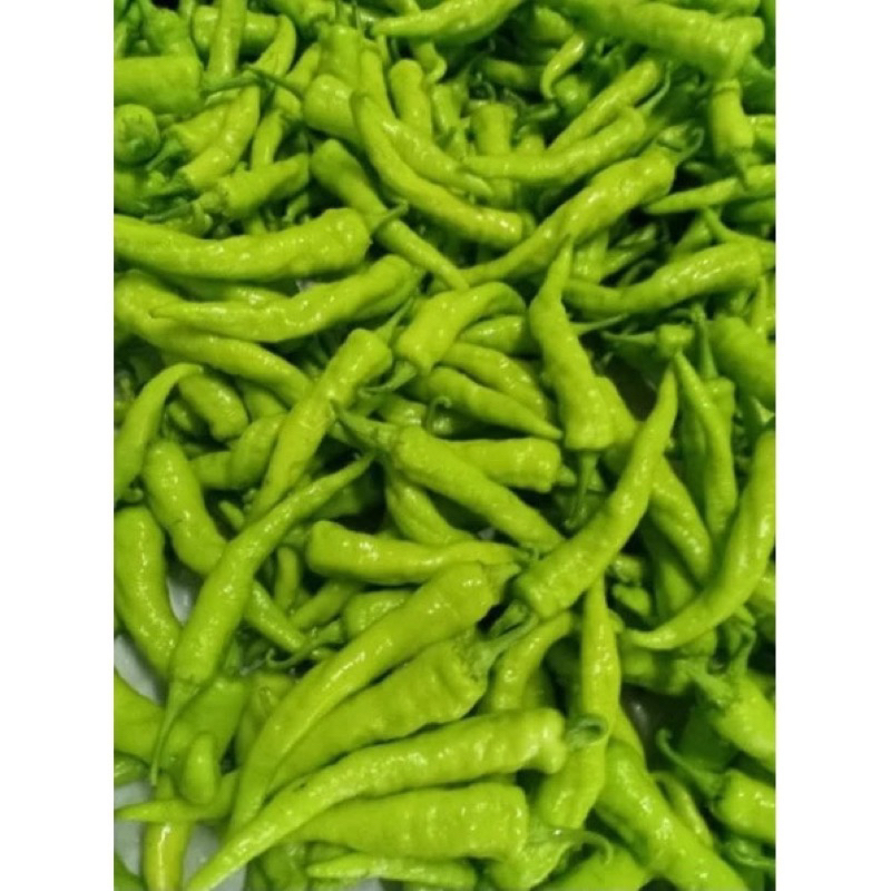 LADA HIJAI | LADA BESAR | LADA SOLOK SEGAR DARI LADANG KELANTAN ...