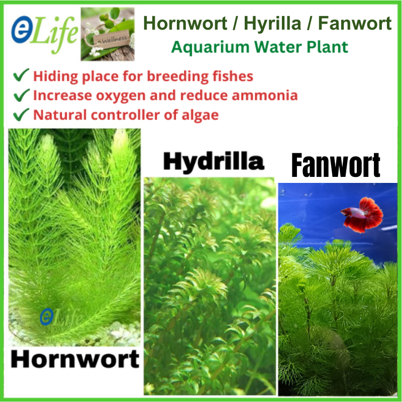 🌿 Hydrilla 蜈蚣草/ Hornwort 金鱼藻 / Fanwort 水盾草 Aquarium Water Plant Guppy ...