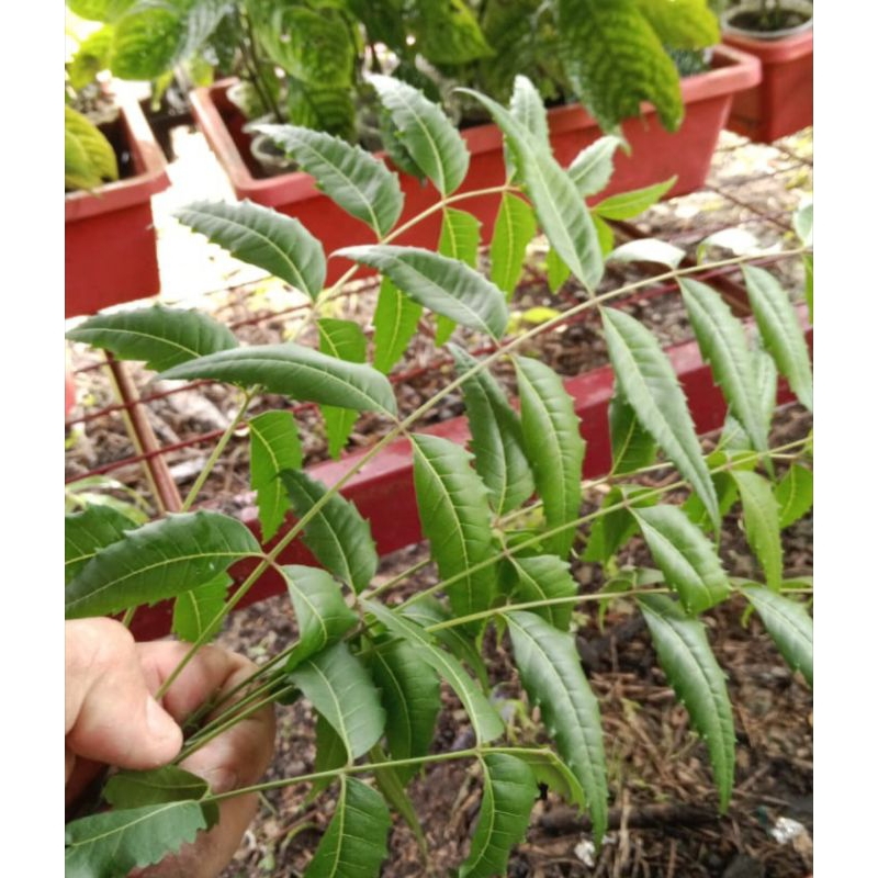 DAUN SEMAMBU @NEEM LEAVES(20 tangkai daun) | Shopee Malaysia
