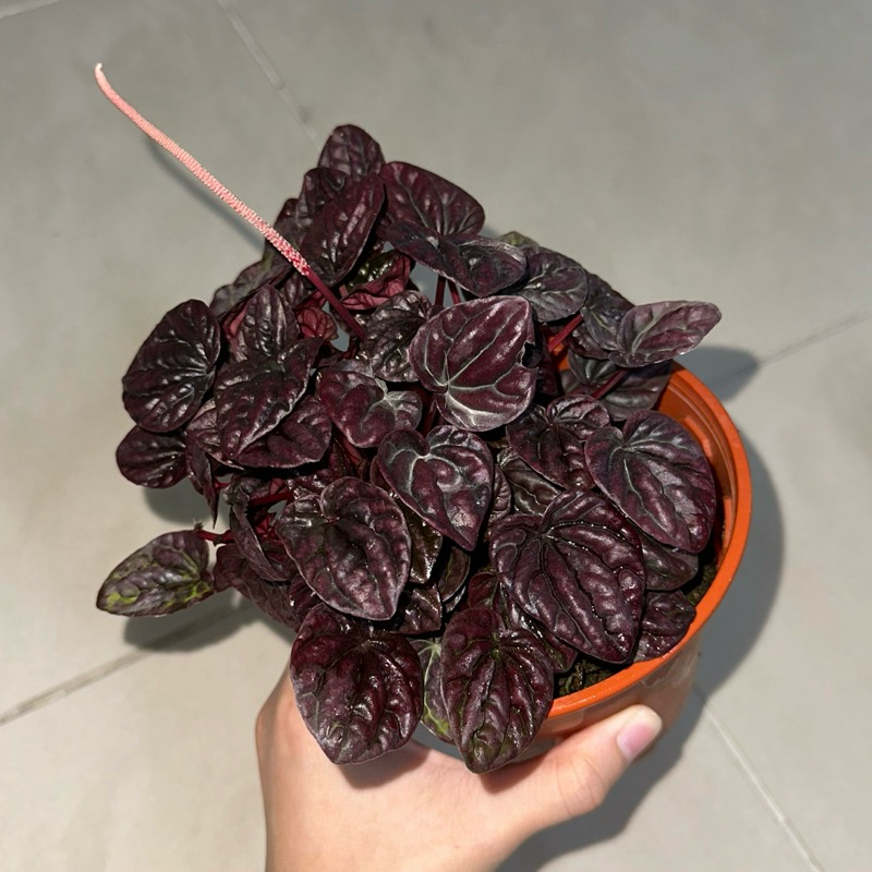 NMS / Peperomia Red Ripple (Peperomia caperata) / 120mm Pot Indoor Live ...