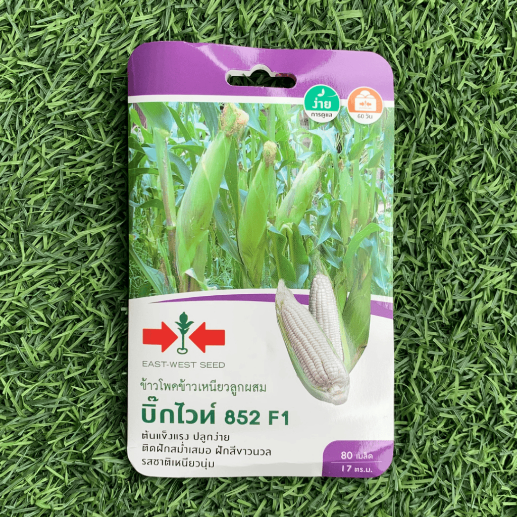 Benih Jagung Putih Manis Cameron F1 Hybrid/White SweetCorn/ Cap Panah ...