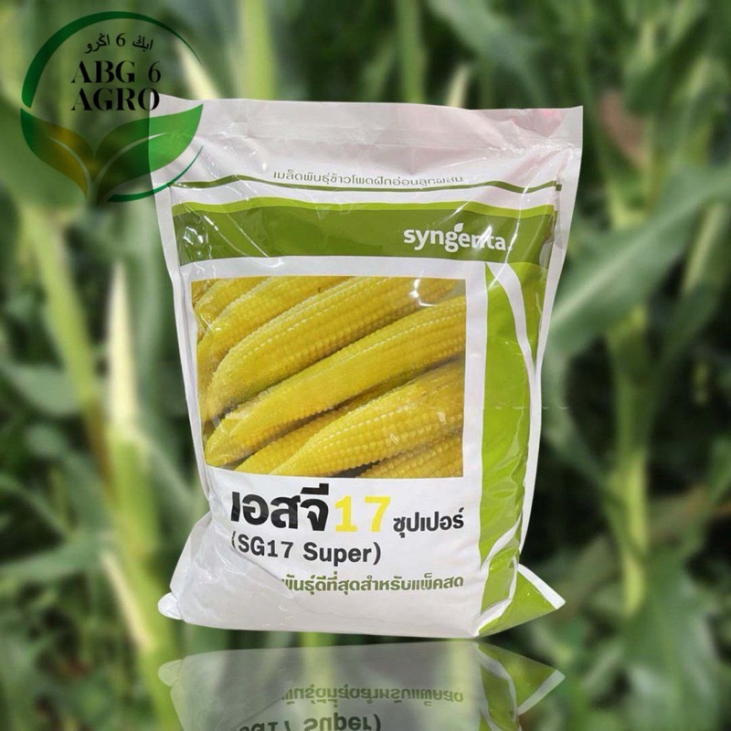 5kg Benih Baby Corn SG17 SUPER SYNGENTA /Jagung Ketiak Sg 17 Super ...