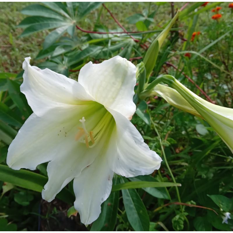 Anak Pokok Bunga Amaryllis Lily Jenis Macam Gambar | Shopee Malaysia