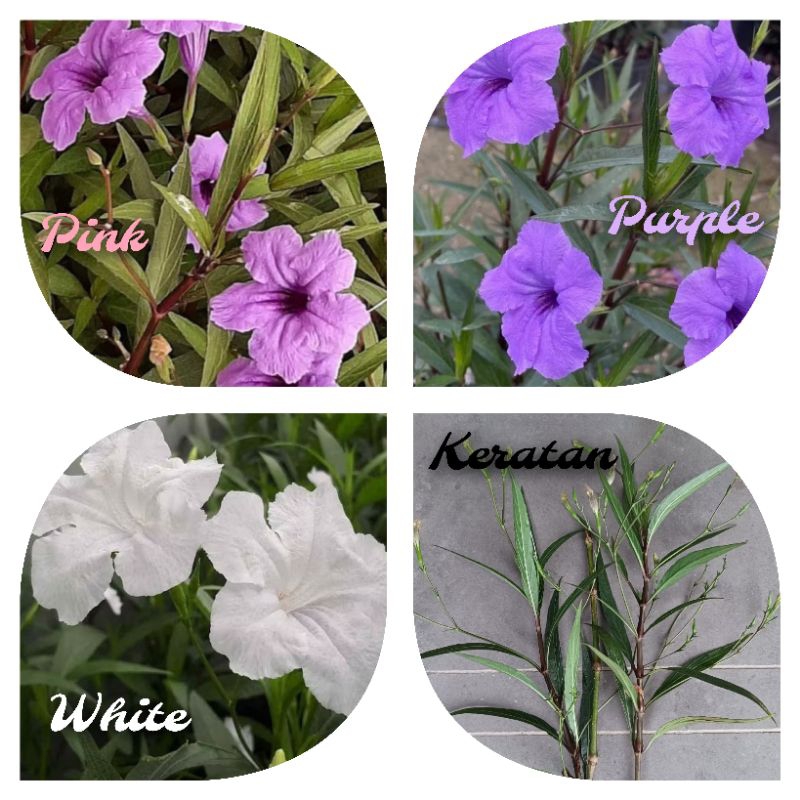 Pokok Bunga Ruellia/Bunga Kencana/Bunga Pletekan Calor Purple/Pink ...