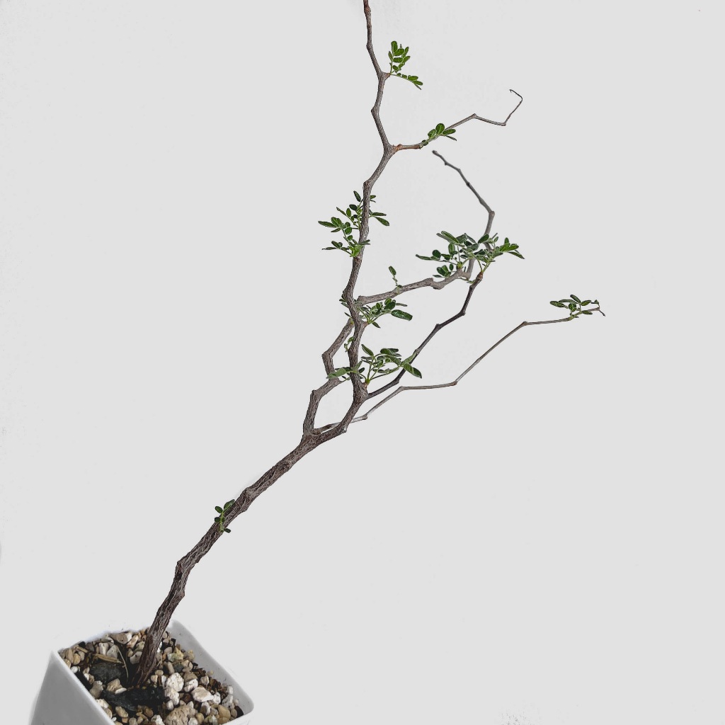 zac.culent - Commiphora monstruosa 滔天橄欖 (Caudex Bonsai Succulent ...