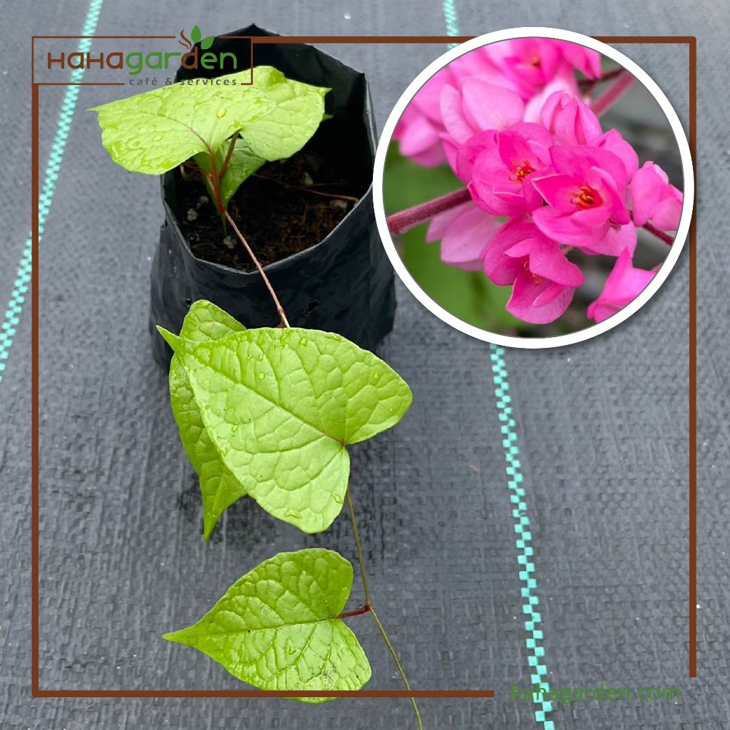 Anak Pokok Bunga Air Mata Pengantin/ Antigonon/ Antigonon Leptopus ...