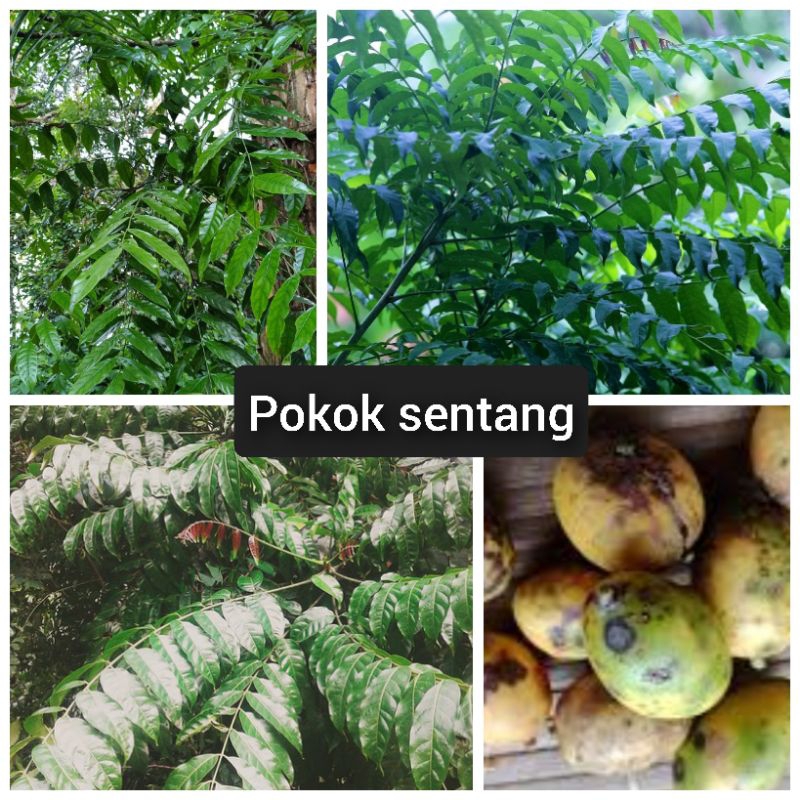 pokok sentang pokok buah sentang | Shopee Malaysia