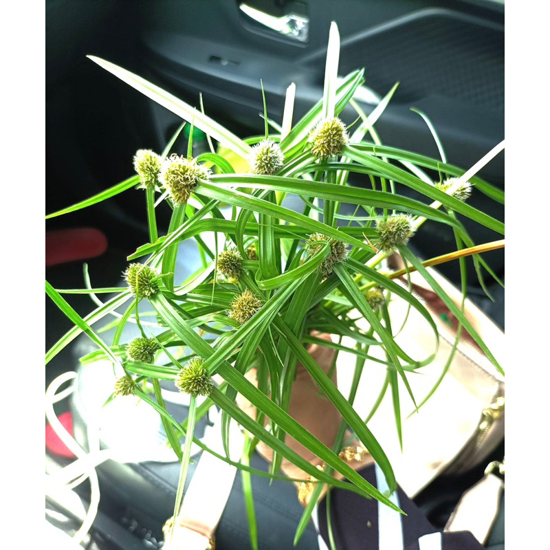 RUMPUT HELIKOPTER FRESH DAN SEGAR | Shopee Malaysia