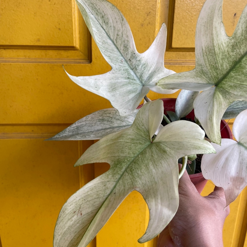 H2O - Philodendron Florida Ghost Mint 薄荷幽靈龍爪蔓綠絨 Live Plant | Shopee ...