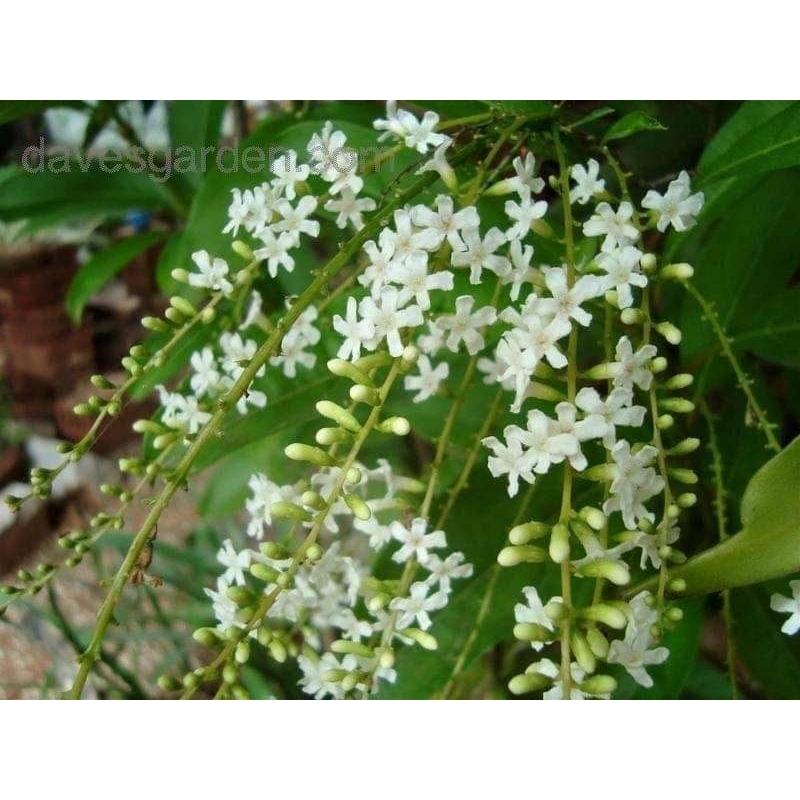 Pokok bunga mayang sari | Shopee Malaysia