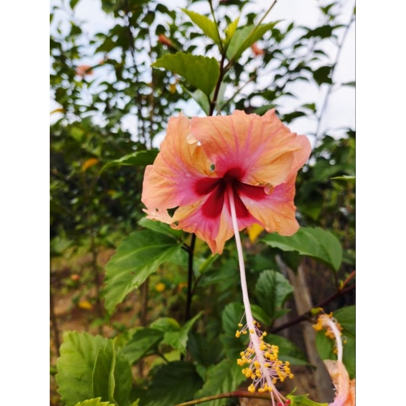 Pokok bunga raya oren | Shopee Malaysia