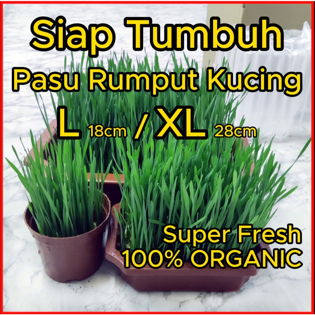 Rumput Kucing😻Siap Tumbuh Ready To Eat😻Cat Grass makanan kucing cat ...