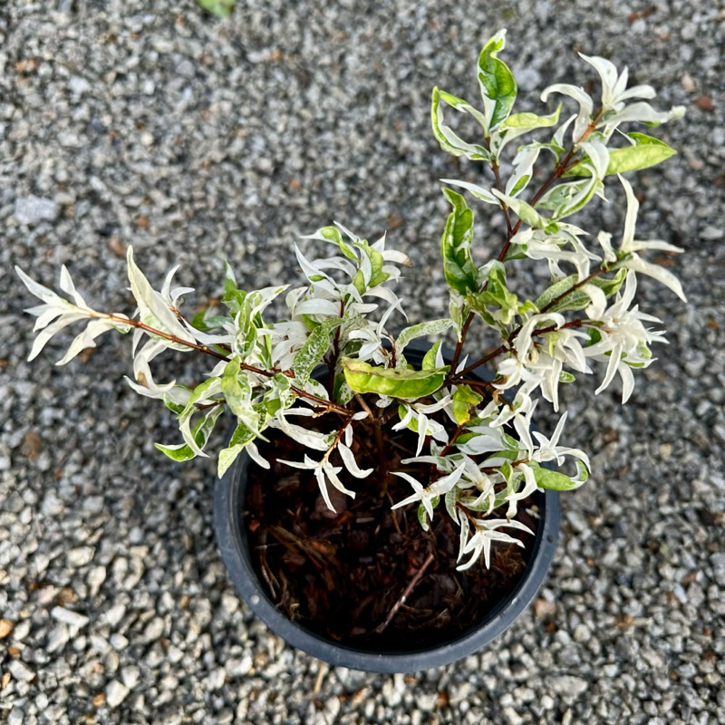 🔥WANGI🔥 JELITI BATIK / Variegated Wrightia Religiosa / Outdoor / pots ...