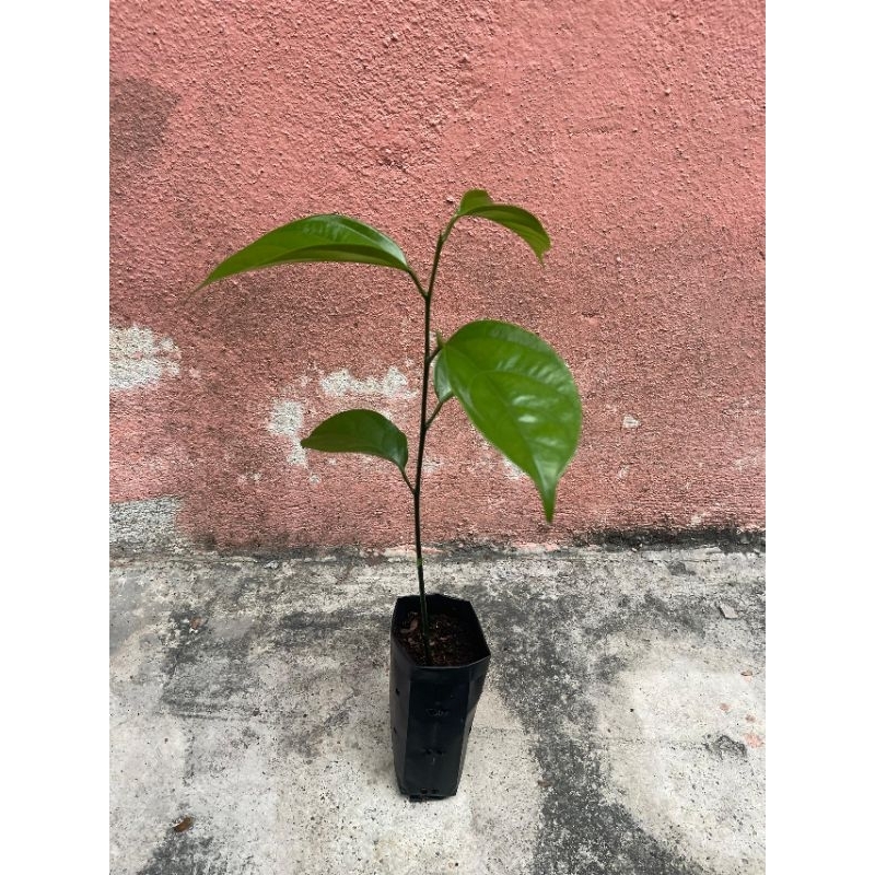 ANAK POKOK KULIM / BAWANG HUTAN (SCORODOCARPUS BORNEENSIS BECC ...