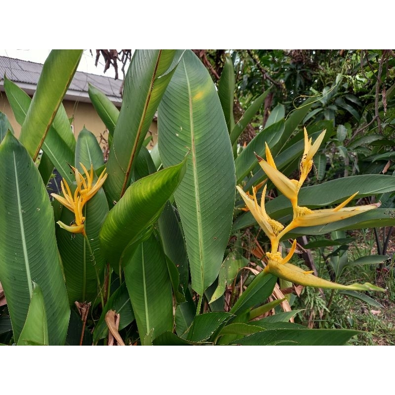 [ 3 Anak Pokok ] Pokok pagar, Anak pokok bunga sepit udang, Bird of ...