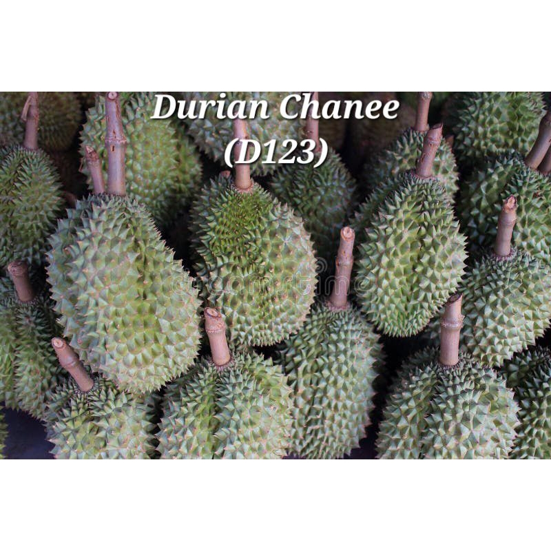 POKOK DURIAN CHANEE KAHWIN /D123 (IMPORT) | Shopee Malaysia