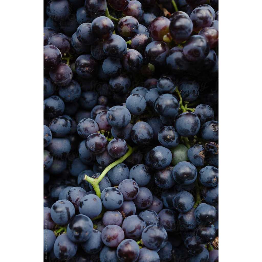 Egypt Black Magic Grape (500G) | Shopee Malaysia