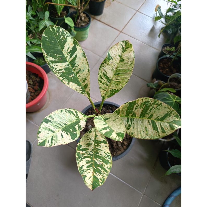 Frangipani variegated (pic 021124) | Shopee Malaysia
