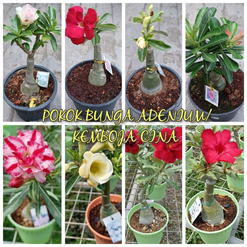 Pokok Bunga Adenium/Kemboja Cina | Shopee Malaysia