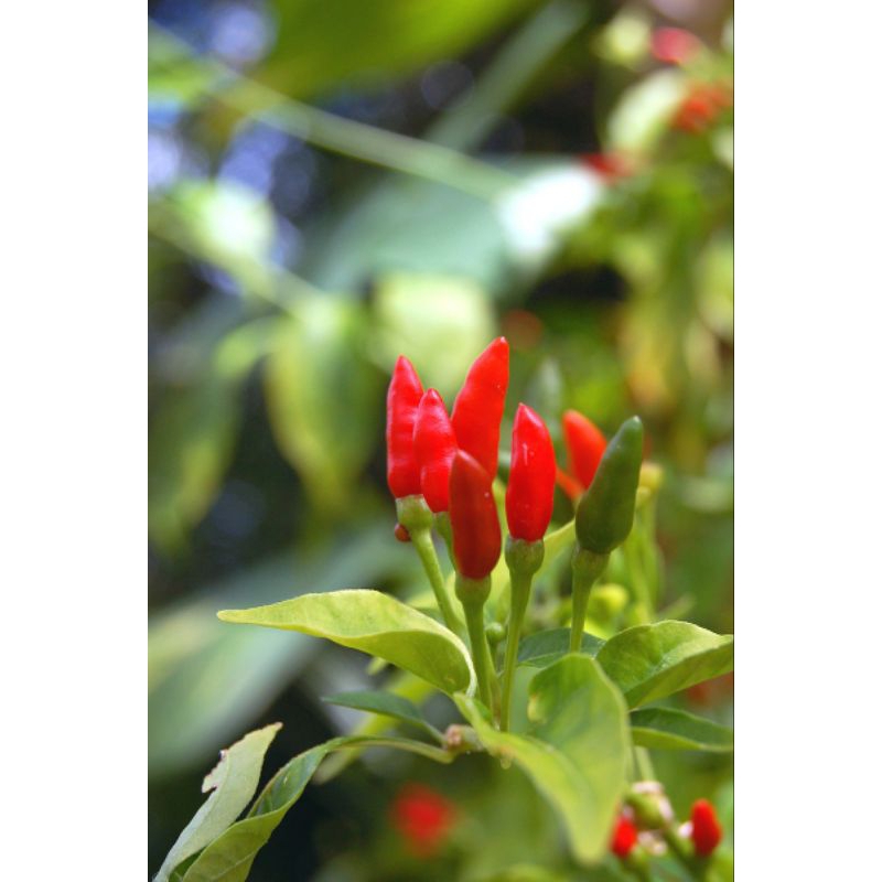 Anak pokok cili padi kampung/cili burung/cabai pedas | Shopee Malaysia