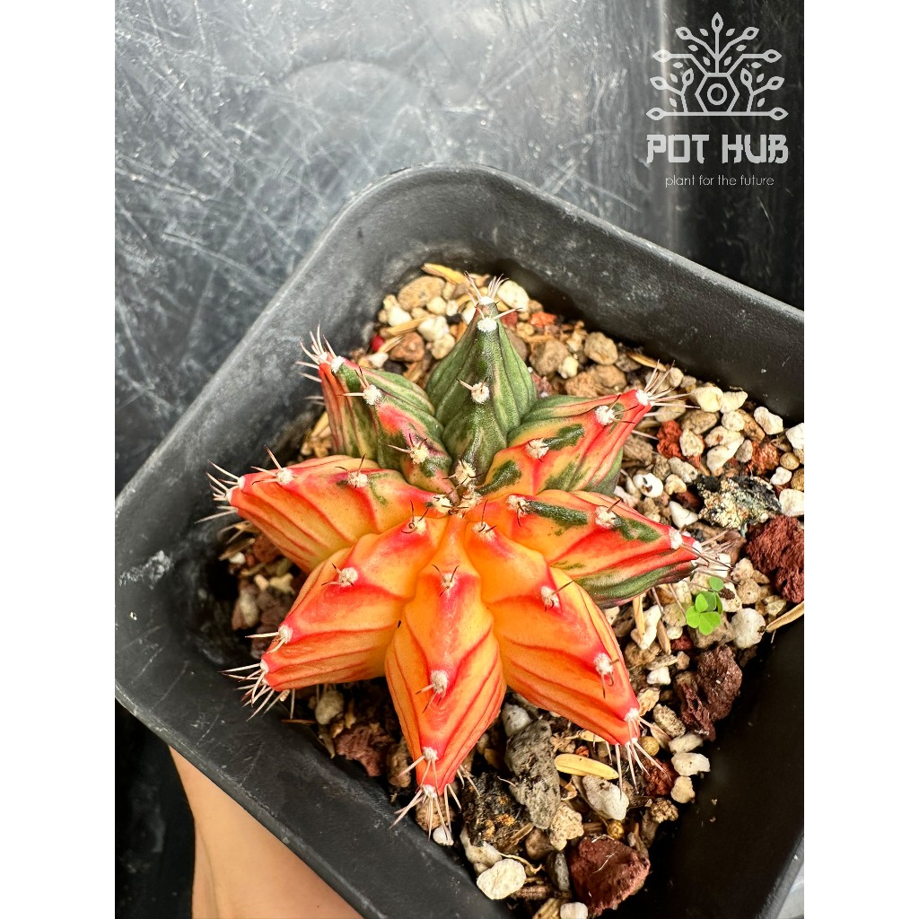 POTHUB Ready Stock Bare Root Gymnocalycium Mihanovichii Variegated ...