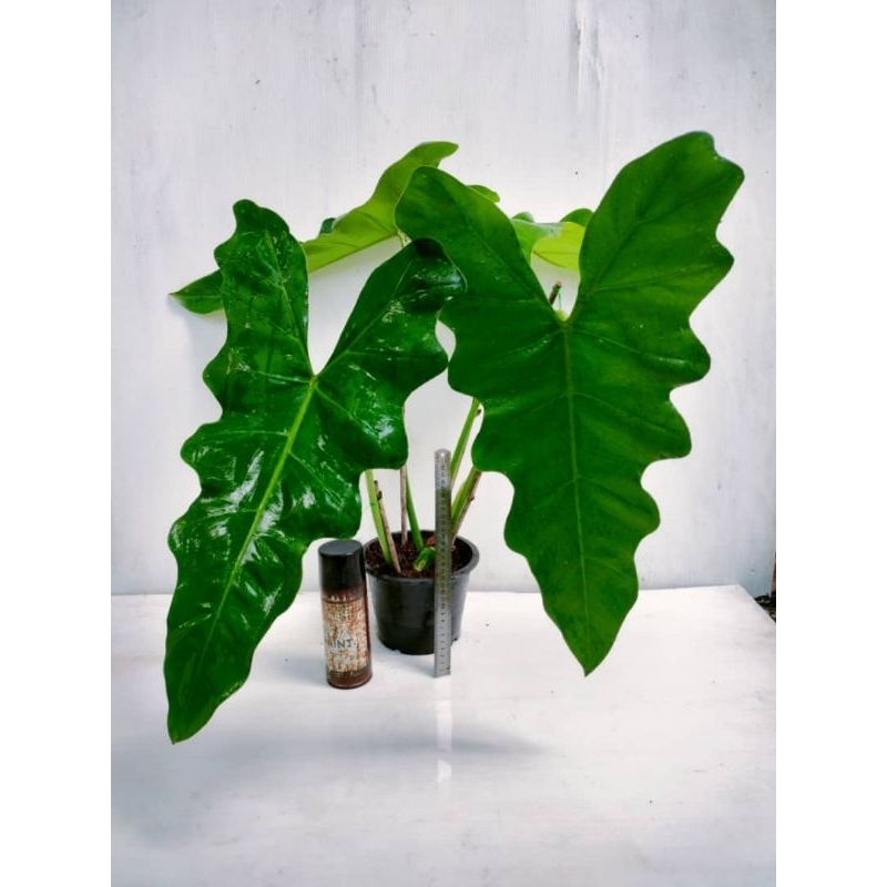 Philodendron Simmondsii ( P.Maximum x P.Giganteum ) | Shopee Malaysia