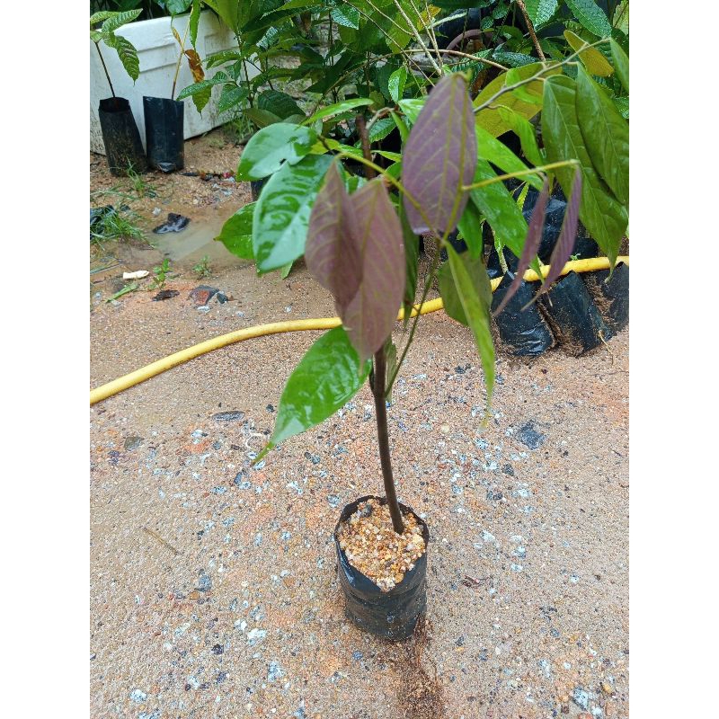 Pokok Cengal Batu / Neobalanocarpus heimii | Shopee Malaysia