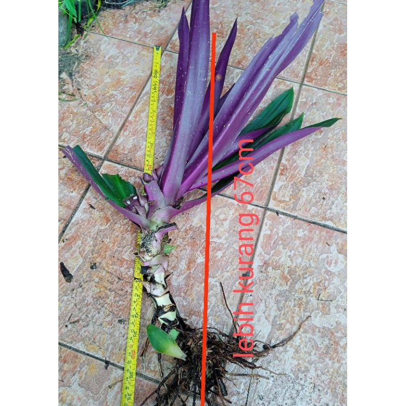 1 keratan batang anak pokok bunga nanas kerang (oyster plant) | Shopee ...