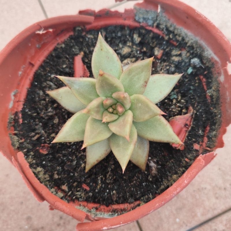 灵魂多肉 echeveria psyche succulent live plant without brown pot (22cm pot ...