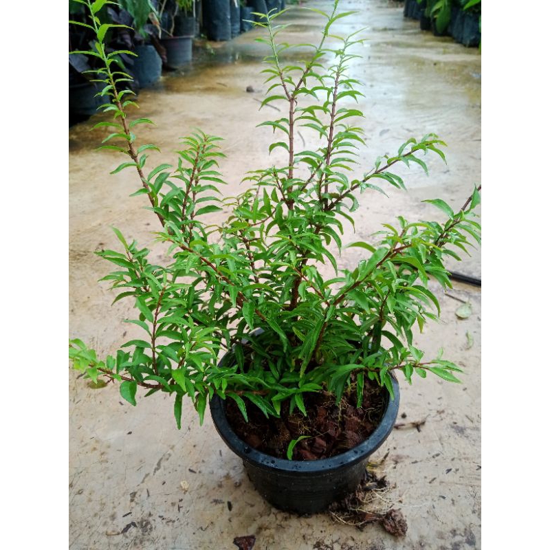 Pokok Bunga Jeliti / Jeliti | Shopee Malaysia